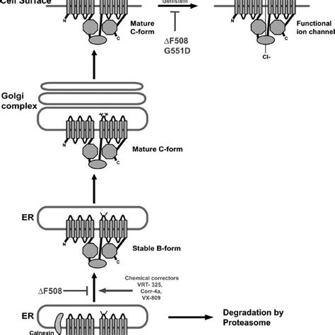 Classification Of Cf Causing Mutations Disease Causing Mutations In Download Scientific