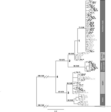 Bayesian Inference Phylogenetic Tree Of Mtdna Control Region For M