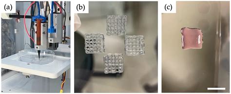 Comparison Of The Behavior Of 3d Printed Endothelial Cells In Different Bioinks
