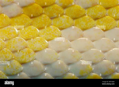 Indian Python Python Molurus Bivittatus Albino Golden Thai Python