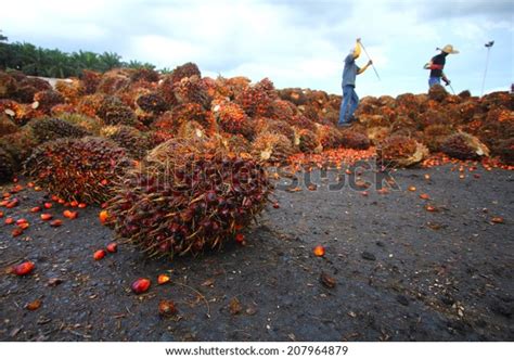 Environmental Impact Oil Palm Images Stock Photos Vectors Shutterstock