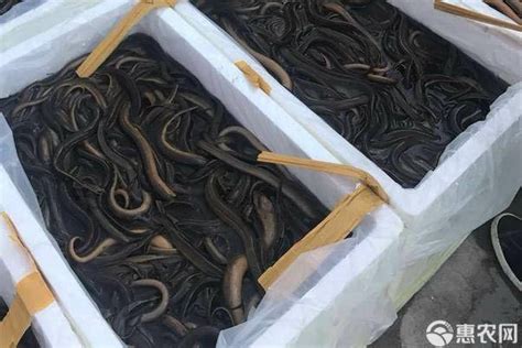 黄鳝多少钱一斤市场价2023 惠农网