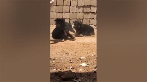 Both Sex German Shepherd Puppies Available Shorts Germanshepherd