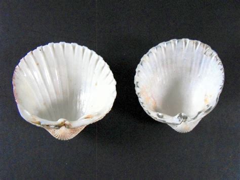Largo Baywatch Cockle Shells