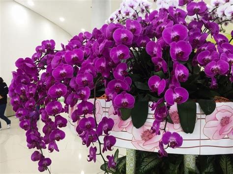 호접란 Phalaenopsis 꽃 꽃말