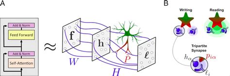 Astrocyte Powered Transformers A Biological Blueprint For High Performance Neural Architectures