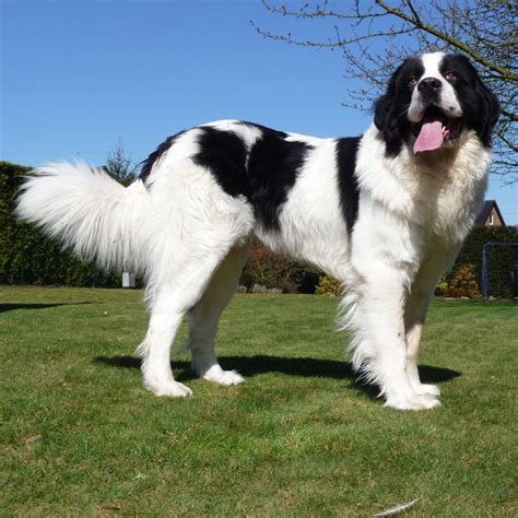 Landseer Breed Guide Learn About The Landseer