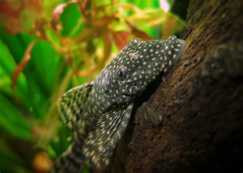 Antennenwels Artikel Von Experten Der Aquaristik