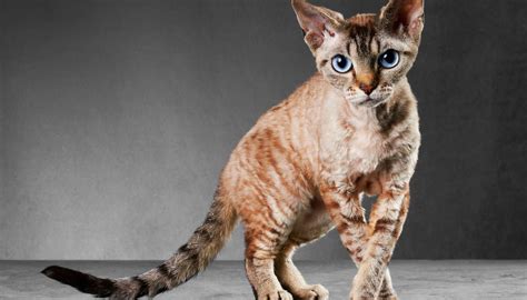 Cornish Rex Charakter Haltung And Pflege