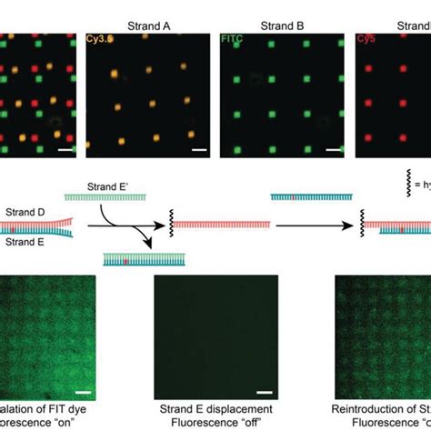 A Iterative Patterning Of Strand A Strand B And Strand C In A Single Download Scientific