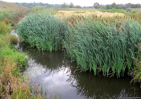 Камыш | Фото Блог TiRoV.com