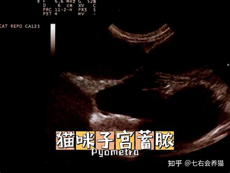 猫咪子宫蓄脓之不绝育治疗 知乎