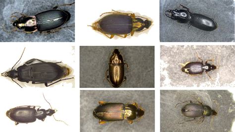 Download Varietyof Ground Beetles Wallpaper