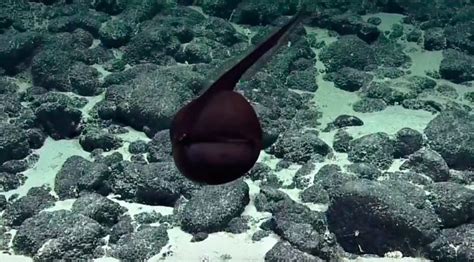 Elusive Transforming Eel Caught On Camera And It Is Incredibly Surreal Shouts