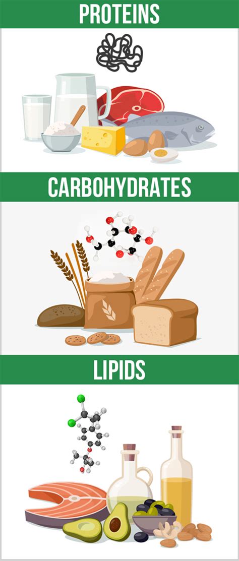 Nucleic Acid Examples Food