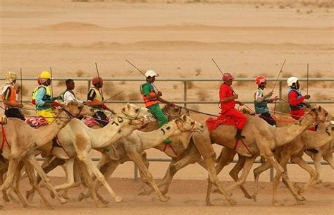 Camel Racing In Saudi Arabia