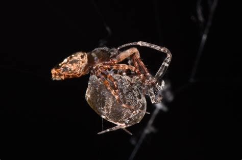 These Male Spiders Adopted An Unusual Strategy To Survive Sexual Cannibalism Ars Technica
