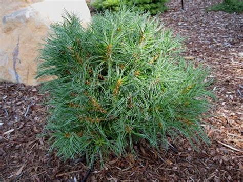 Sosna Wejmutka Tiny Curls C5 12709106292 Oficjalne Archiwum Allegro