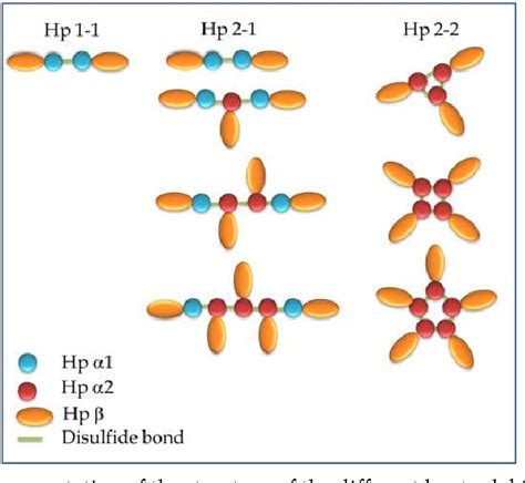 Figure From Haptoglobin Function And Regulation In Autoimmune Diseases Semantic Scholar