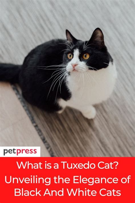 What Is A Tuxedo Cat The Elegance Of Black And White Cats
