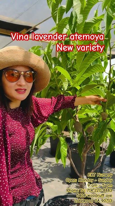Vina Lavender Atemoya Shortvideo Atemoya Vina Lavender Atemoya