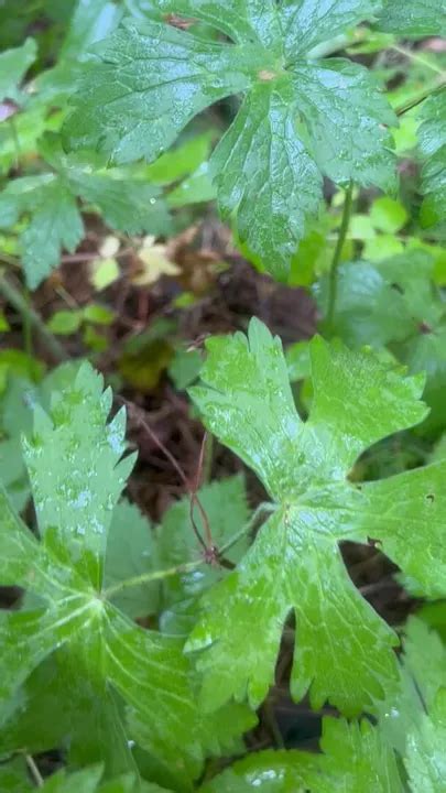 Watering The Plants Outdoor Pee Amateur Porn Feat Jewels Louise By