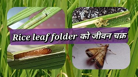 How To Rear Rice Leaf Folder In Easy Method Life Cycle Of Leaf Folder