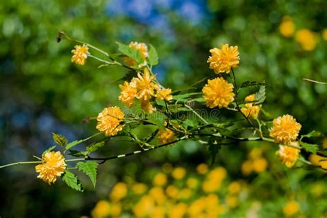 Orange Spring Flowers Stock Image Image Of Blooming