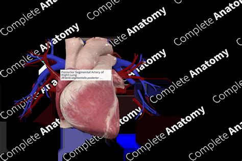 Posterior Segmental Artery Of Right Lung Complete Anatomy