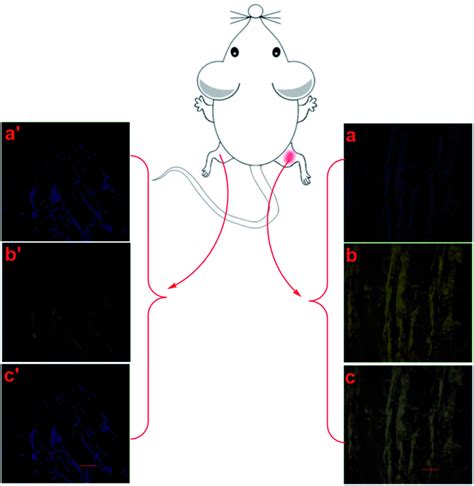 Confocal Images Of A Frozen Inflamed And Normal Tissue Slice From A Download Scientific Diagram