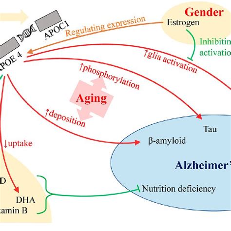 Interaction Of Confounding Factors With The Apoe E4 Allele And Download Scientific Diagram