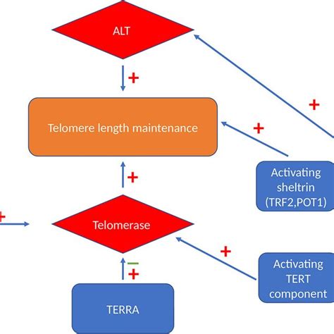 Schematic Illustration Of The Telomere And Main Telomerase Complex