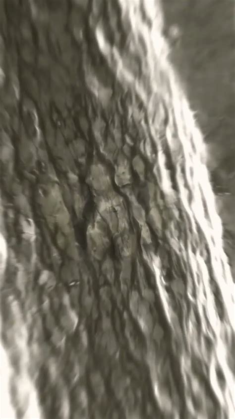 Loop Video Loop Ytshorts Youtube