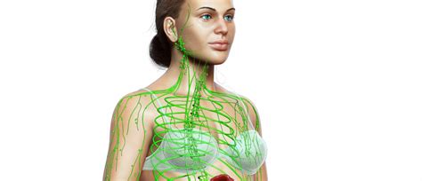 Lymfa Och Lymfsystemet Behandling Och Egenvård Som Hjälper Turkos
