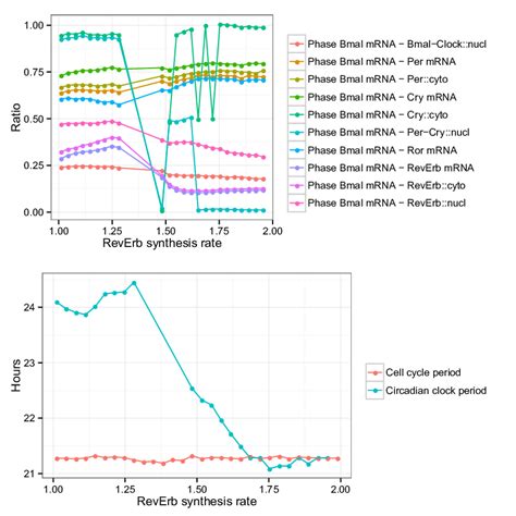 Circadian Clock Phases In The Coupled Model When The Cell Cycle Has A Download Scientific
