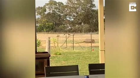 Desconecta Este Perro Salchicha Se Basta Y Se Sobra Para Controlar Un