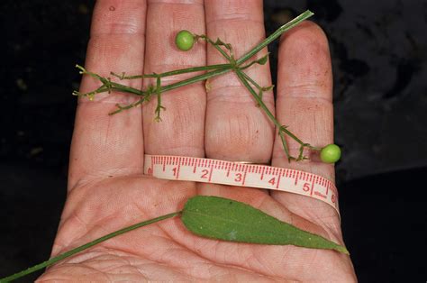 Rubia Cordifolia Rubiaceae