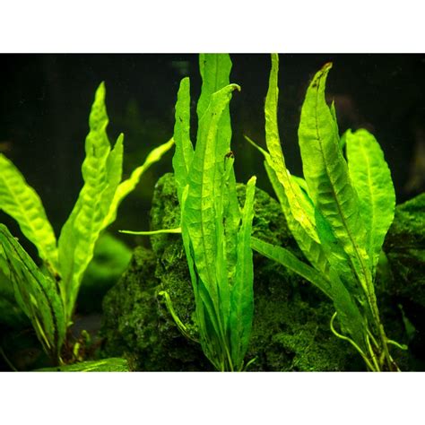 Narrow Leaf Java Fern Microsorum Pteropus Narrow Bare Root Clump Aquarium Beauties