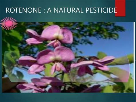 Rotenone Pptx