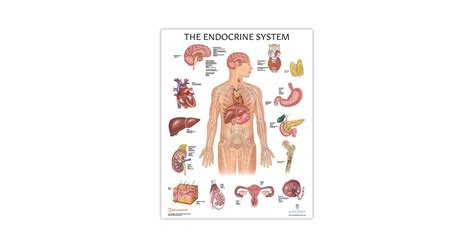 Endocrine System Diagram Poster Vector Diagrams Of Endocrine System