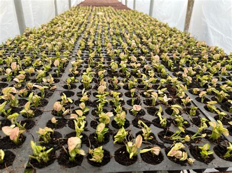 Technical Help For Primary And Secondary Hardening Tissue Culture Plants