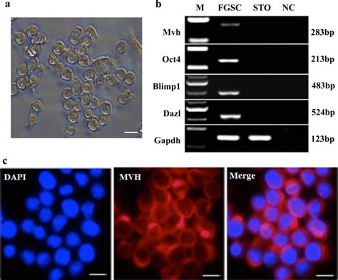 Characteristics Of Female Germline Stem Cells A Representative Download Scientific Diagram
