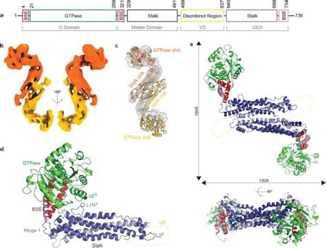 Cristiana Zollo On Linkedin Structural Basis For Regulated Assembly Of