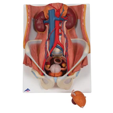 Anatomical Teaching Model Plastic Anatomy Models Renal System