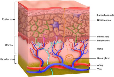 Human Skin Anatomy Showing The Three Layers Epidermis Dermis And
