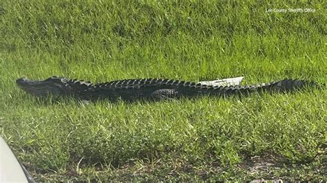8 Foot Gator Wrangled In Lee Co Wfla