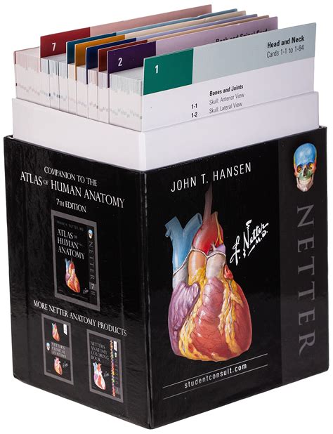 Mua Netters Anatomy Flash Cards Netter Basic Science Trên Amazon Mỹ Chính Hãng 2025 Fado