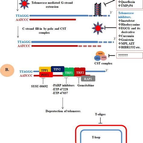 Schematic Representation And Key Molecular Function Of Shelterin And