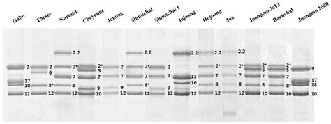 Hmw Gs Profiles Of Korean Wheat Cultivars Determined By Sds Page