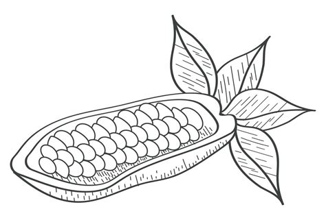Cocoa Fruit Sketch 14176466 Vector Art At Vecteezy